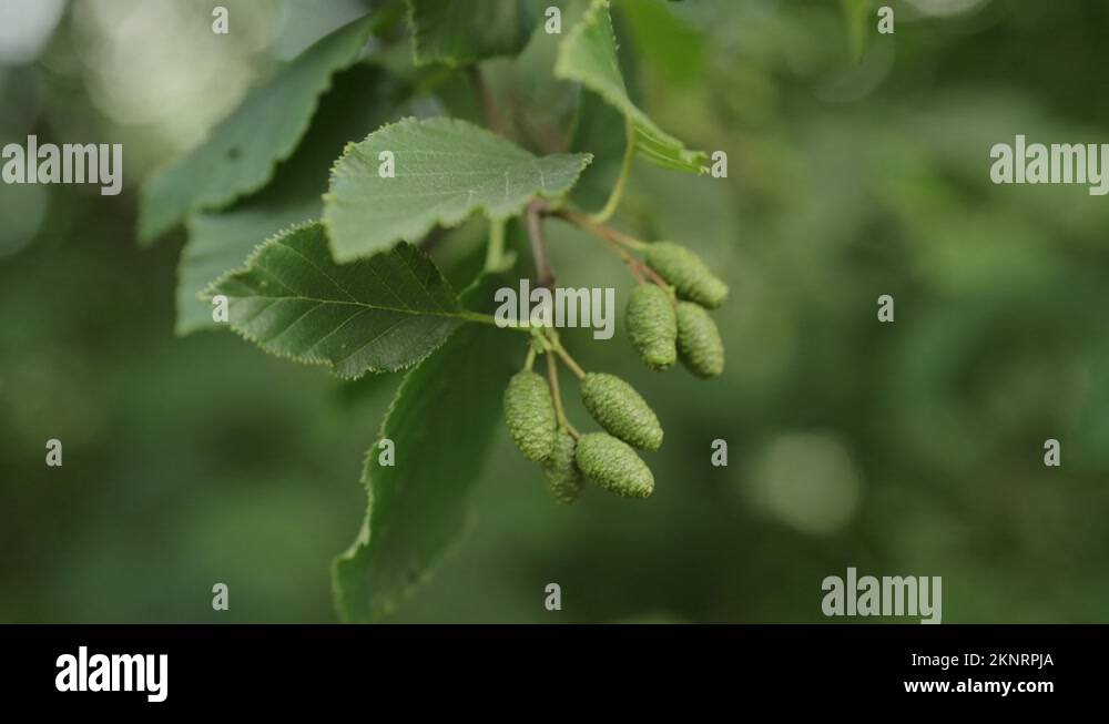 Alder tree branch Stock Videos & Footage - HD and 4K Video Clips - Alamy
