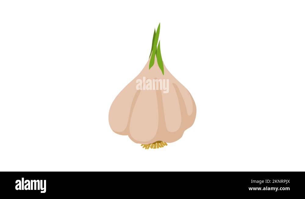 Cartoon garlic Stock Videos & Footage - HD and 4K Video Clips - Alamy