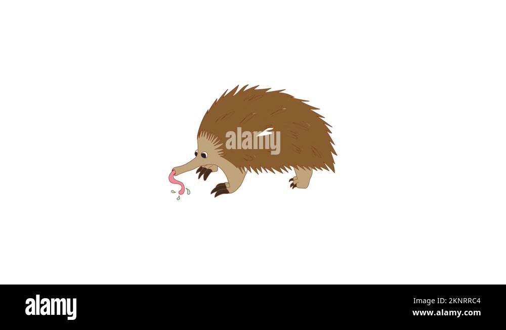 Giant anteater claws Stock Videos & Footage - HD and 4K Video Clips - Alamy