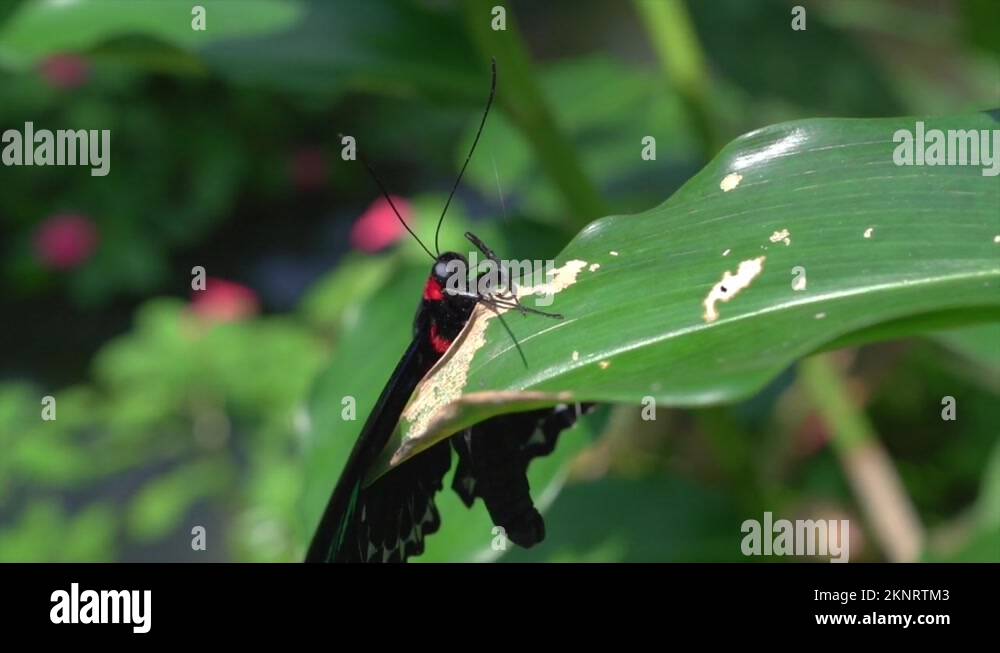 Tongue leaf plant Stock Videos & Footage - HD and 4K Video Clips - Alamy