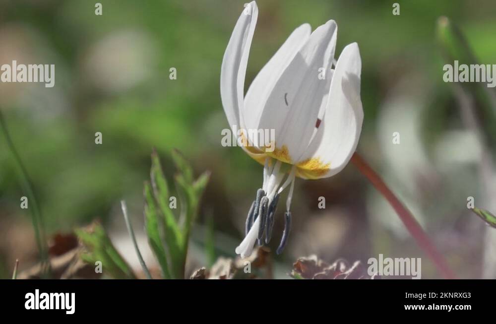 Rare tooth Stock Videos & Footage - HD and 4K Video Clips - Alamy