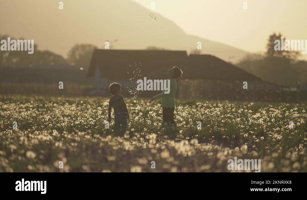 Dandelion field seeds Stock Videos & Footage - HD and 4K Video Clips ...