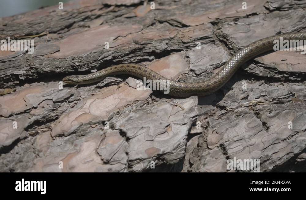 Creep pine tree Stock Videos & Footage - HD and 4K Video Clips - Alamy