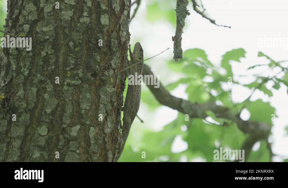 Tree predators Stock Videos & Footage - HD and 4K Video Clips - Alamy