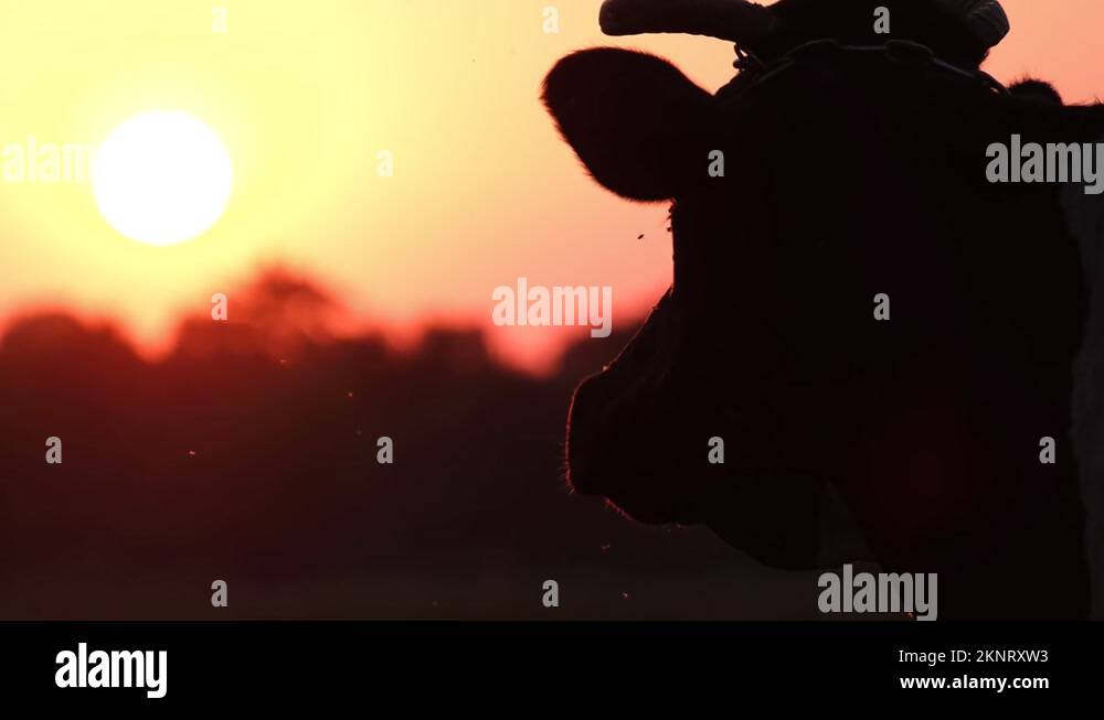 Bright cow Stock Videos & Footage - HD and 4K Video Clips - Alamy