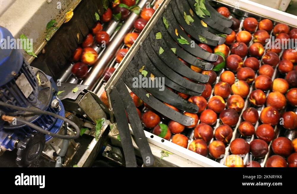 Automated sorting line Stock Videos & Footage - HD and 4K Video Clips ...