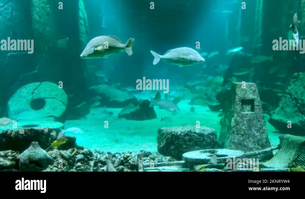 Bahamas fish atlantis aquarium Stock Videos & Footage - HD and 4K Video ...