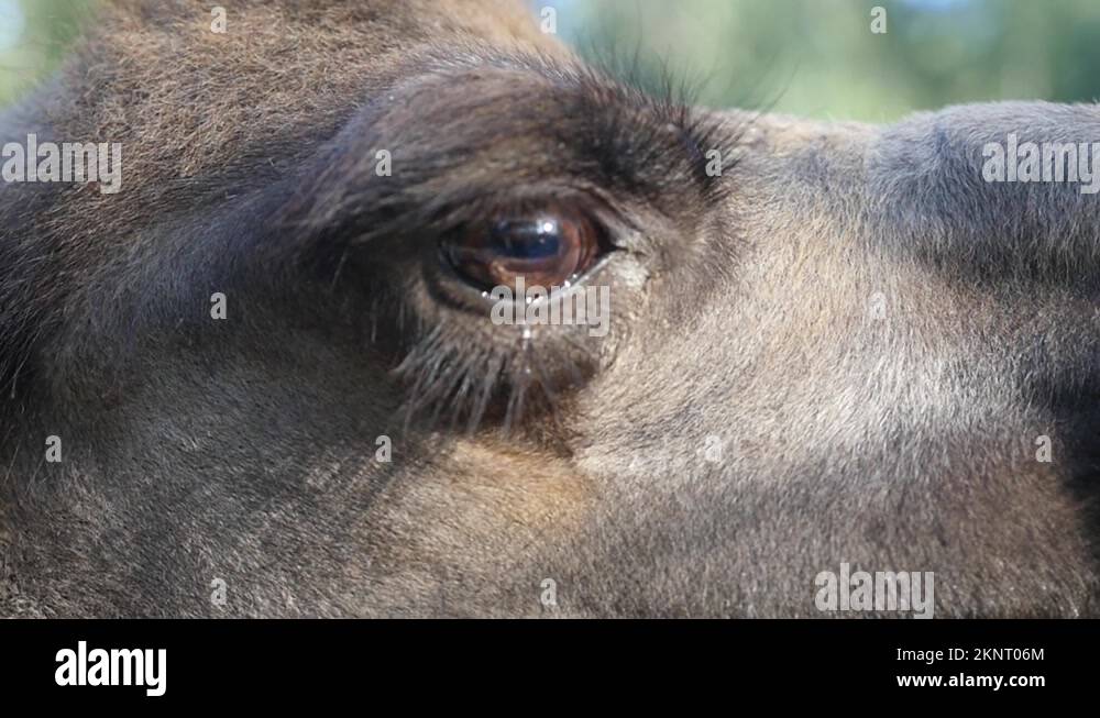 Animal camel eye eyelashes Stock Videos & Footage - HD and 4K Video ...