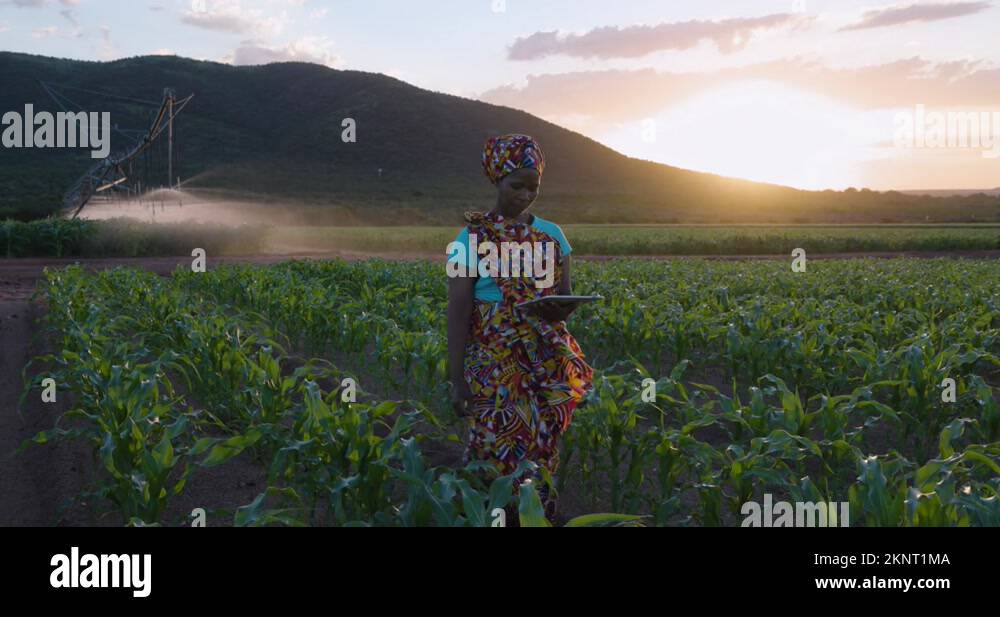 Black African woman farmer in traditional clothing using a digital ...