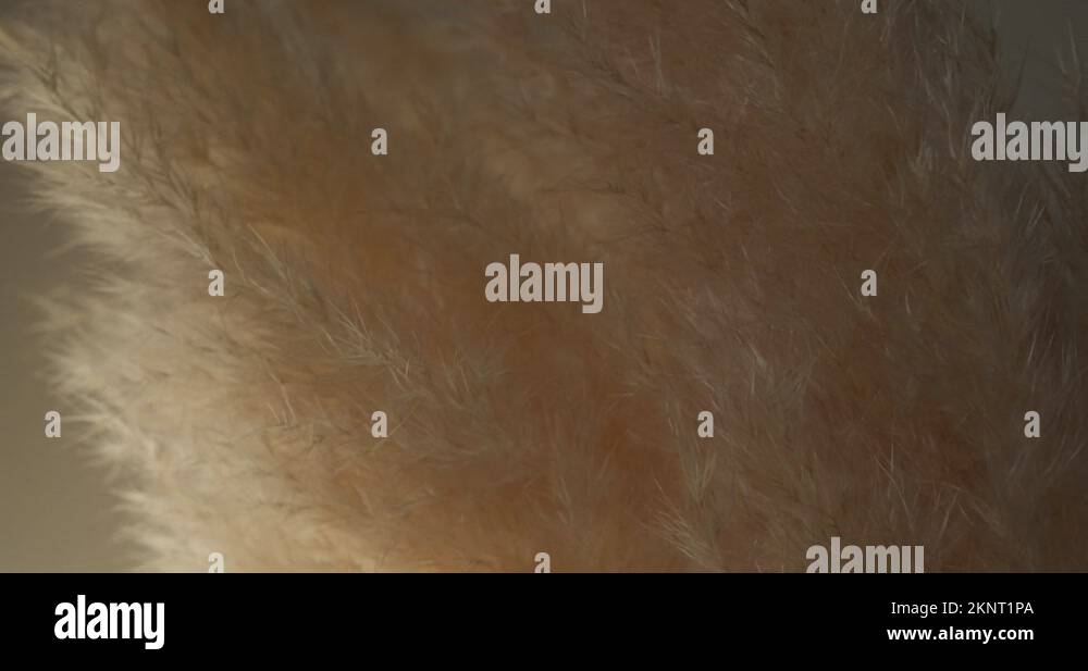 Plume texture Stock Videos & Footage - HD and 4K Video Clips - Alamy