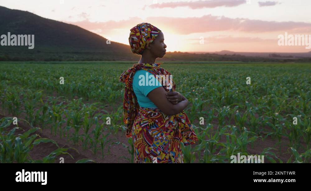 portrait. Black African woman farmer in traditional clothing in corn ...