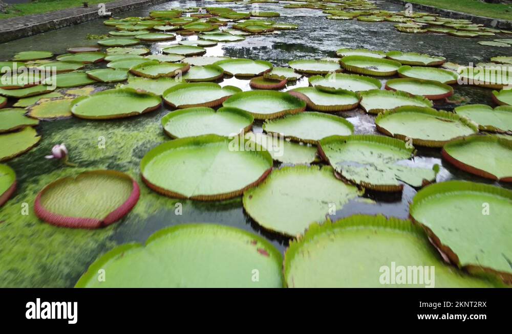 Indonesia mauritius Stock Videos & Footage - HD and 4K Video Clips - Alamy