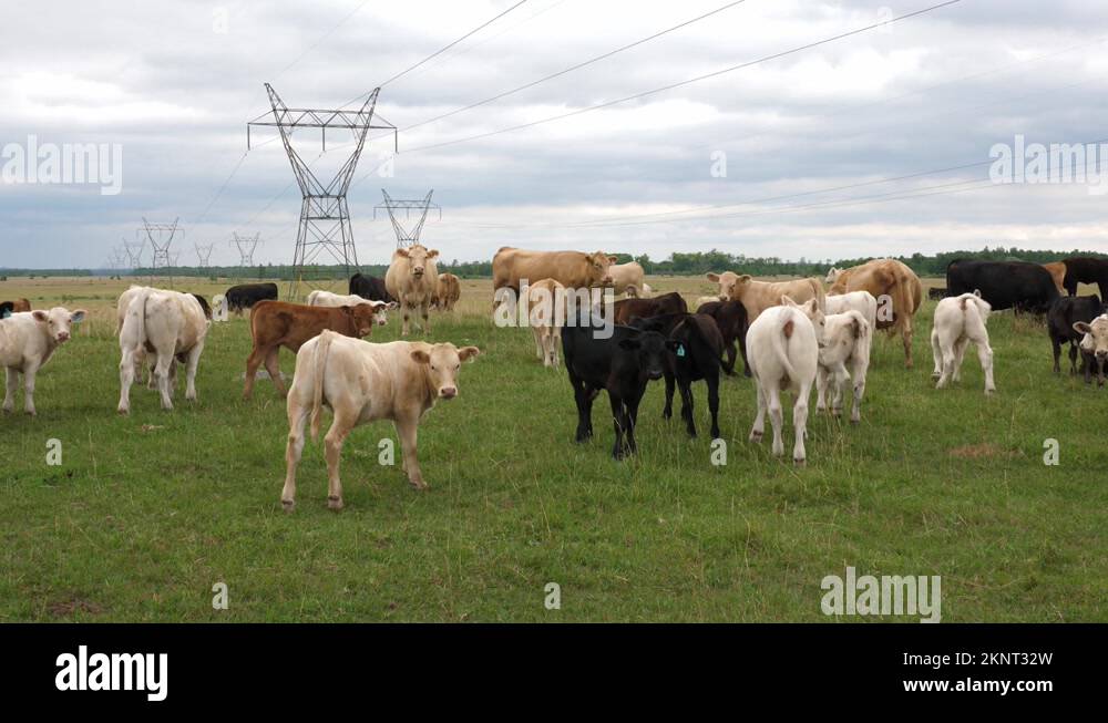 Herd of cows in field. Electric power lines in the background Stock ...