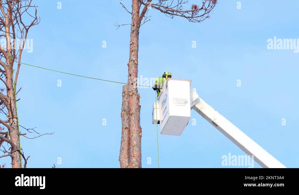 NISSWA, MN - 7 DEC 2021: Man on boom lift prepares to remove a dead ...