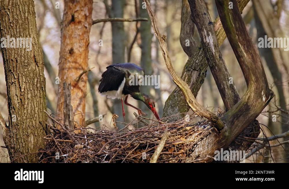Bird with head plume Stock Videos & Footage - HD and 4K Video Clips - Alamy