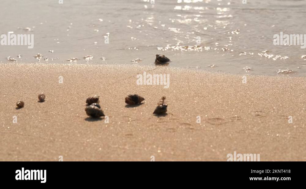 Fishing with sand crabs Stock Videos & Footage - HD and 4K Video Clips ...