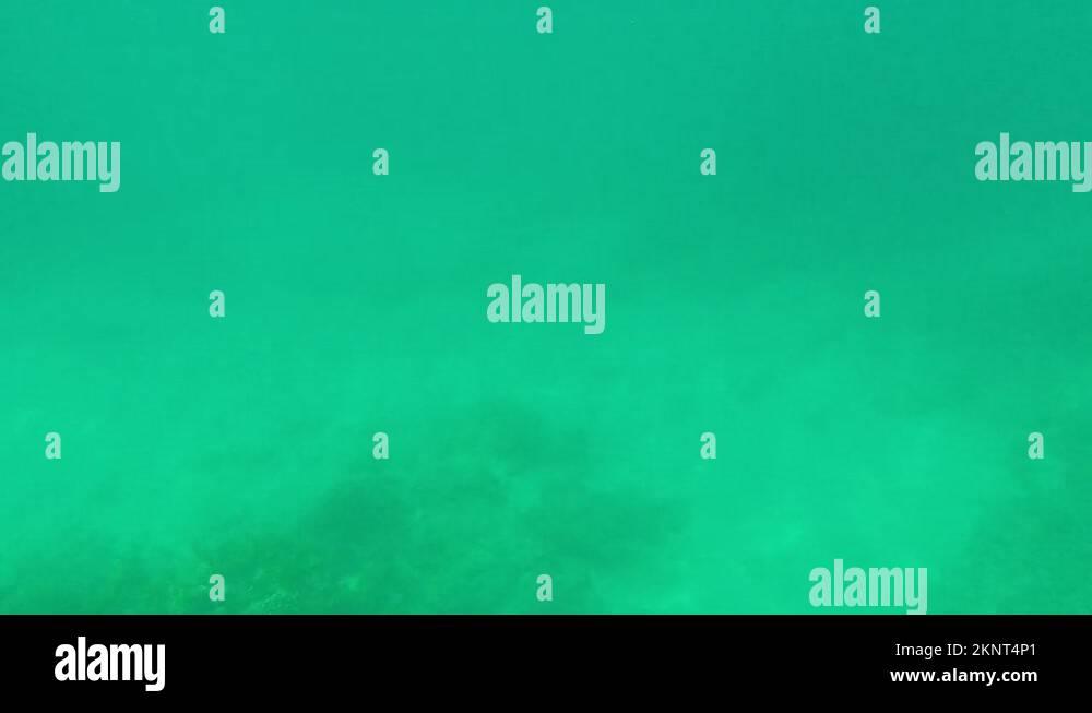 PALMILLA LOS CABOS BCS MEXICO UDWT.MP-2021: Blue Color Water One Fish ...