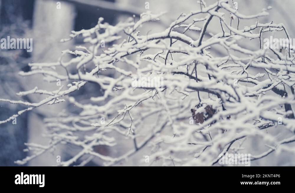 White beech tree Stock Videos & Footage - HD and 4K Video Clips - Alamy