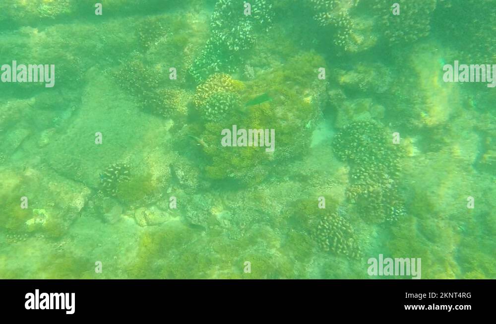 PALMILLA LOS CABOS BCS MEXICO UDWT.MP-2021: Fish Swim Around Rocks On ...