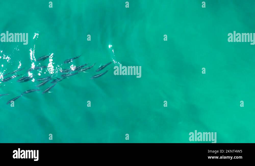 SHIPWRECKS LOS CABOS BCS MEXICO-2021: School Of Fish In The Clear Ocean Waters Stock Video ...