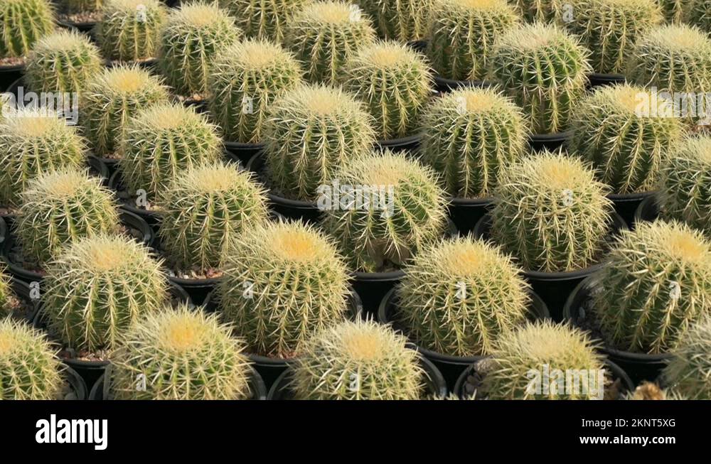 Many small cacti in pots for sale at a local cactus nursery in Arizona ...