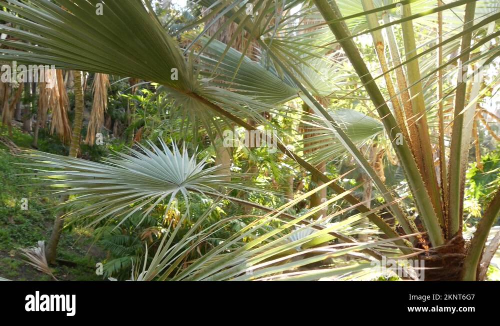 Tropical trees in sunny jungle forest, exotic amazon rainforest or palm ...