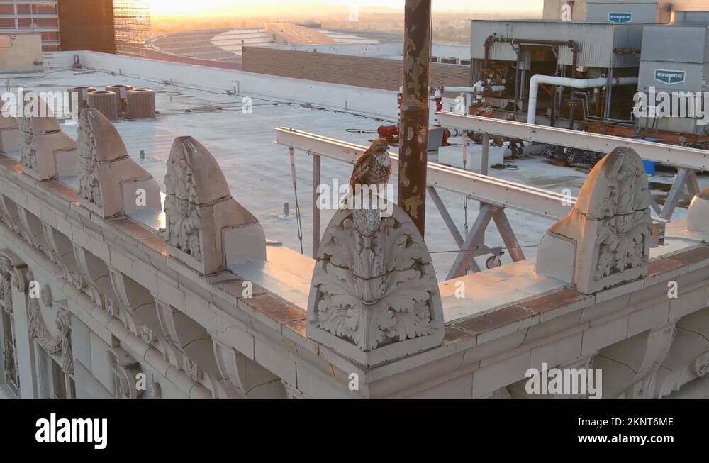 Coopershawk Stock Videos & Footage - HD and 4K Video Clips - Alamy