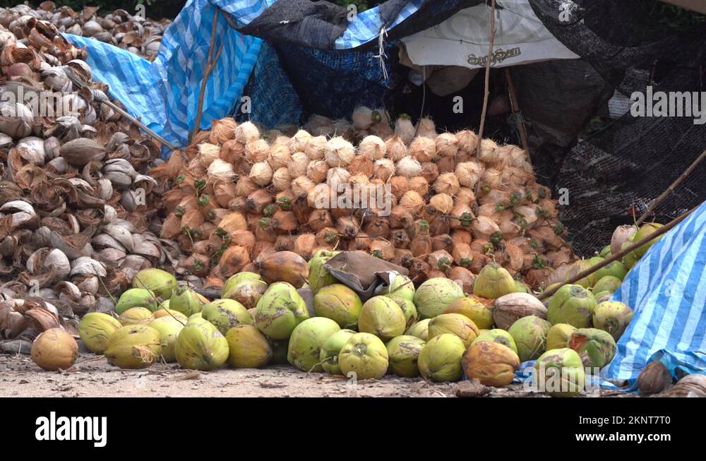 Pile of coconut Stock Videos & Footage - HD and 4K Video Clips - Alamy