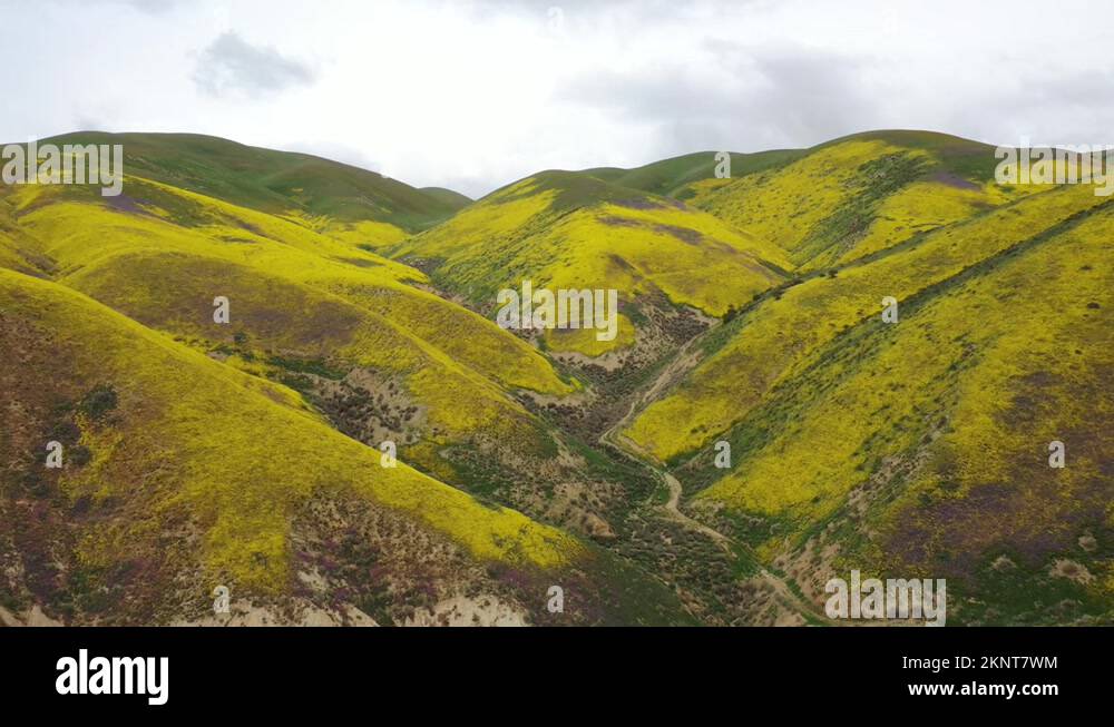 California carrizo plain national monument wildflowers Stock Videos ...