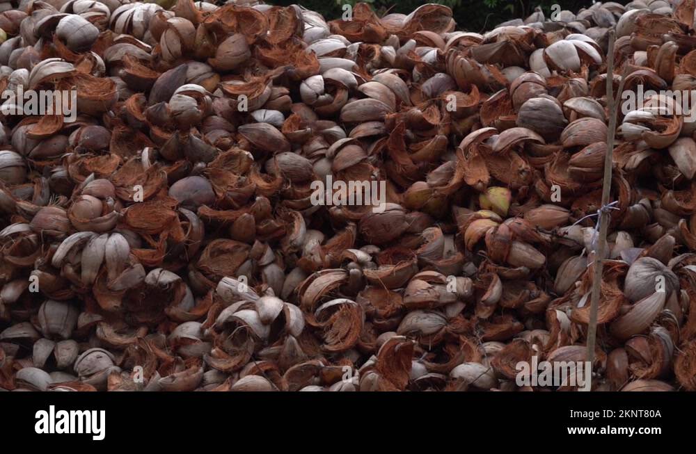 Dried coconut shell Stock Videos & Footage - HD and 4K Video Clips - Alamy