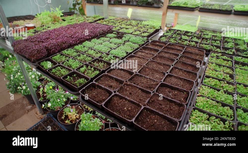 Shelves of the vertical farm that grows microgreens, vertical farming ...
