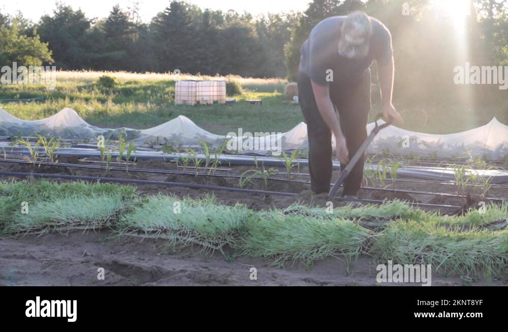 Farmer digging a hole Stock Videos & Footage - HD and 4K Video Clips - Alamy