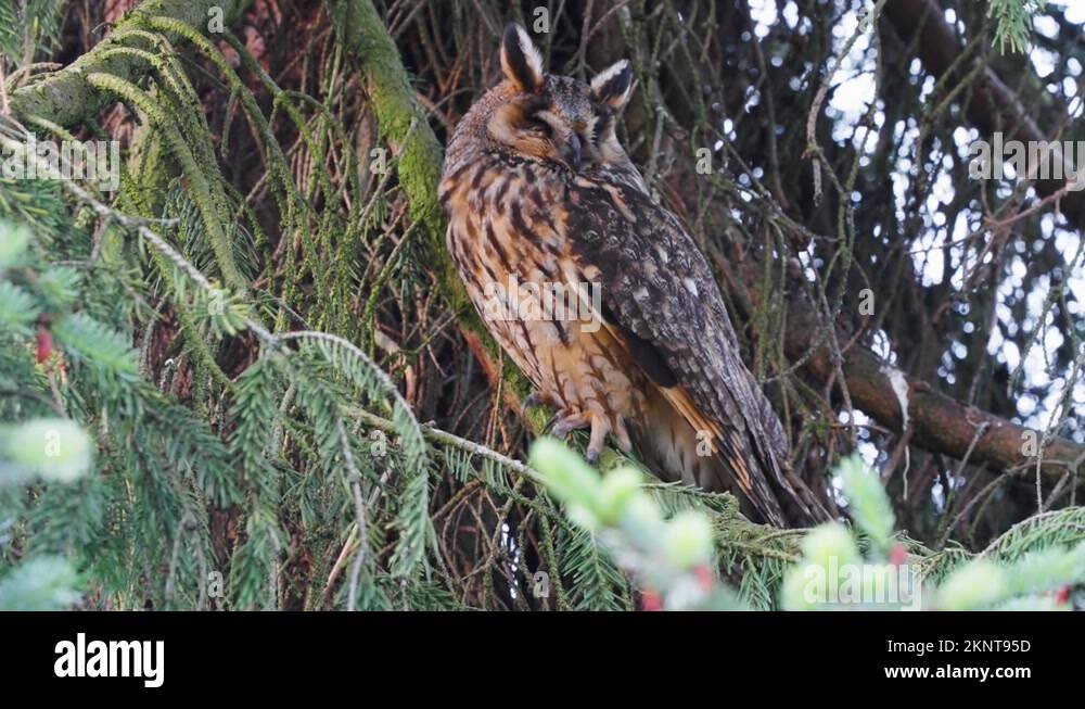 Tiger owl Stock Videos & Footage - HD and 4K Video Clips - Alamy