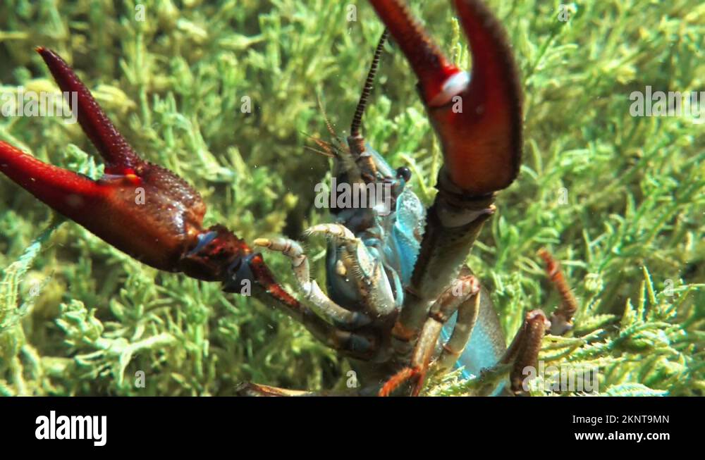 European fighting Stock Videos & Footage - HD and 4K Video Clips - Alamy