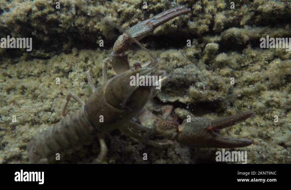 Standing spread Stock Videos & Footage - HD and 4K Video Clips - Alamy