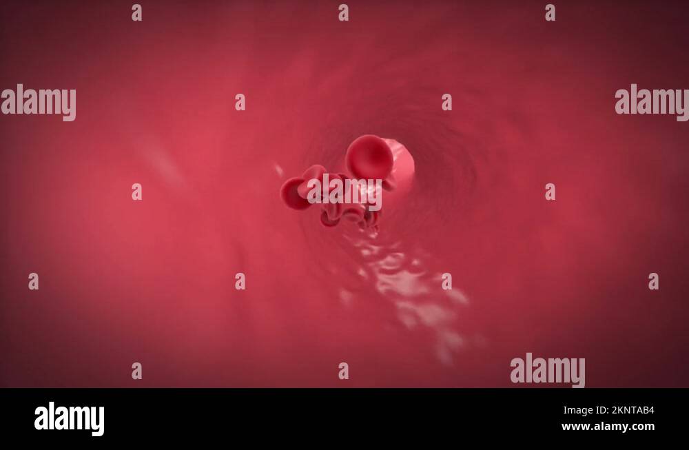 Red Blood Cells Flowing Through Vein. 4K Loop Animation Stock Video ...