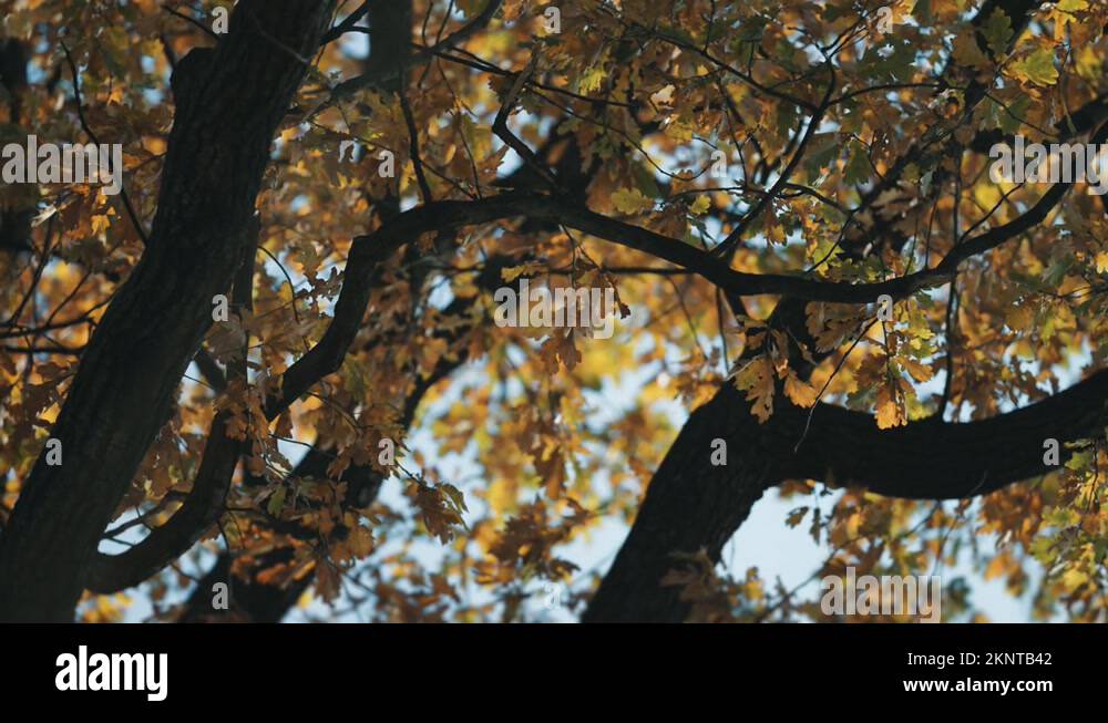 Looking up through the tangled branches of the old oak tree covered ...