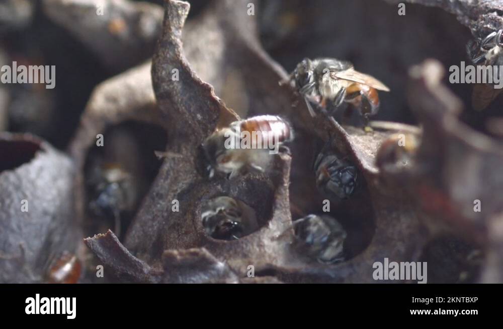 Bees crawling over the entrance to the colony in the Amazon rainforest ...