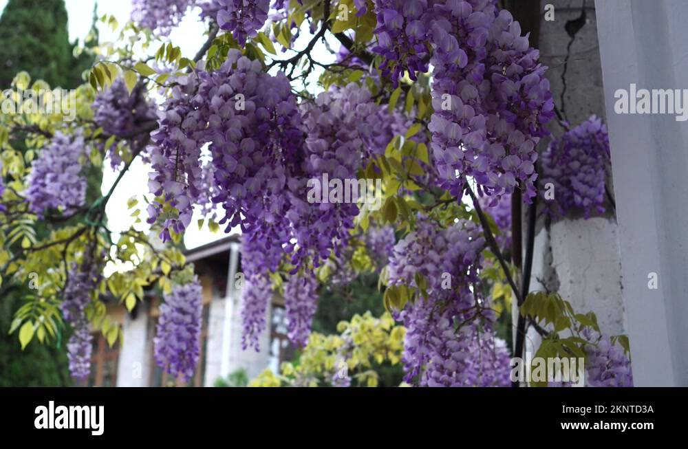 Wisteria color Stock Videos & Footage - HD and 4K Video Clips - Alamy
