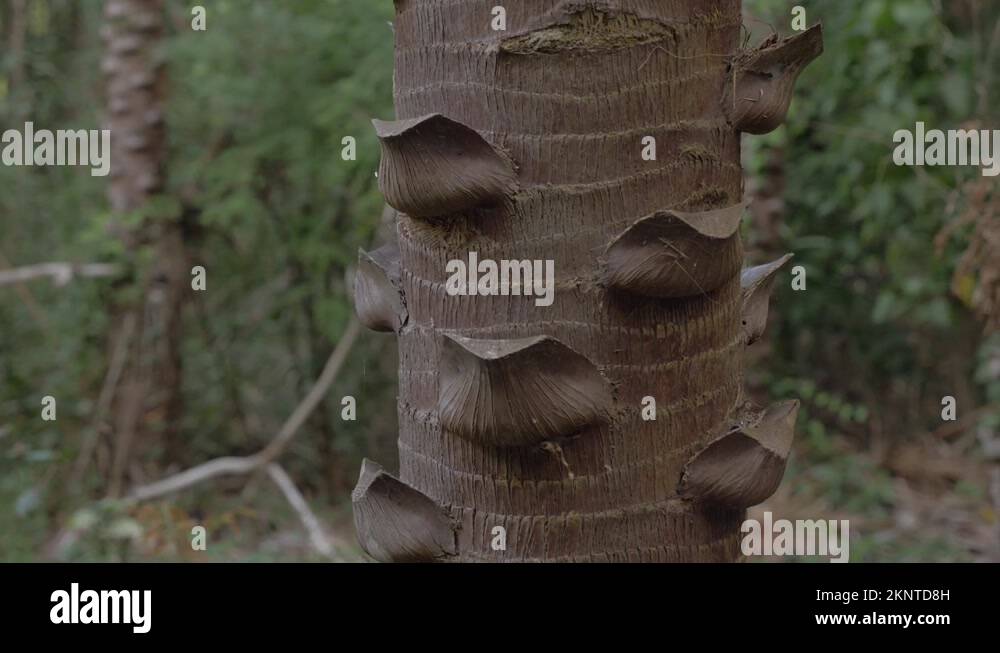 Dry Petiole Woods On Palm Tree Trunk At The Thala Beach Nature Reserve ...