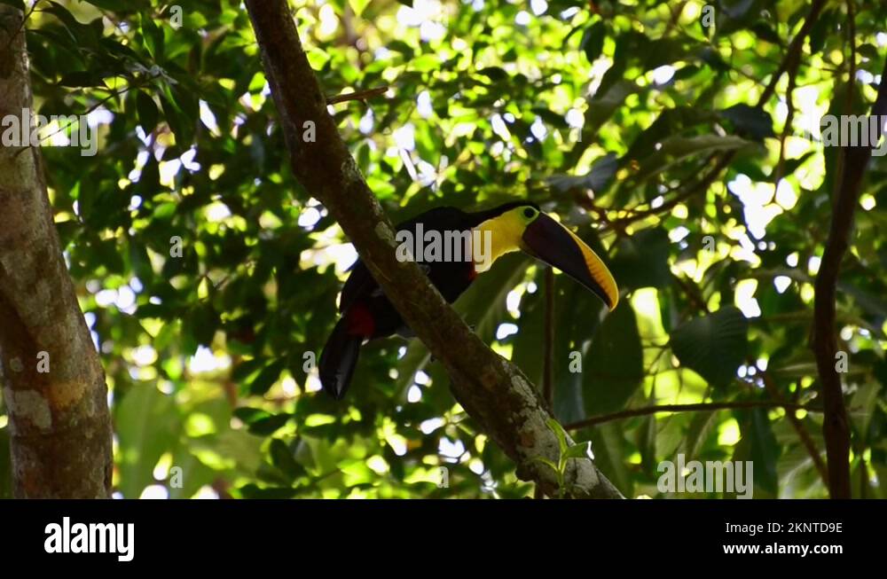Giant beak Stock Videos & Footage - HD and 4K Video Clips - Alamy