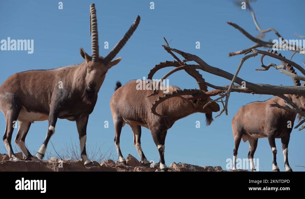 Nubian ibex (Capra nubiana) Bumps a tree with its horns Stock Video ...