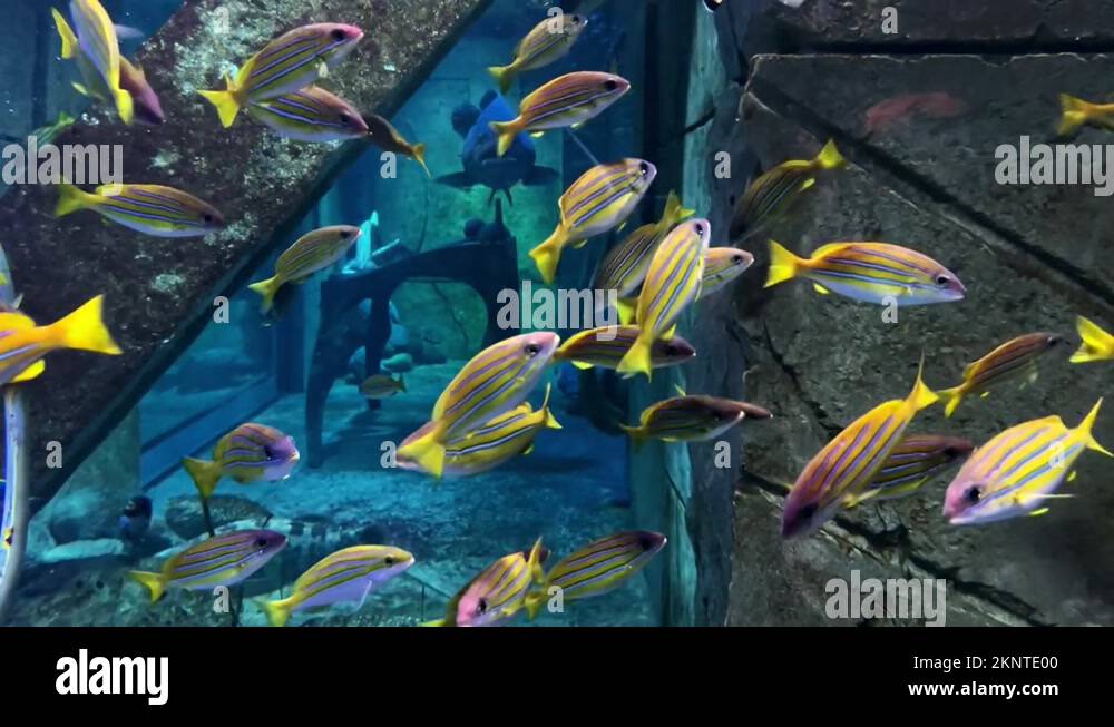 Amazing marine fish Stock Videos & Footage - HD and 4K Video Clips - Alamy