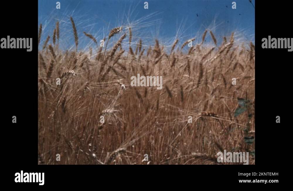 Algae farm field in Stock Videos & Footage - HD and 4K Video Clips - Alamy