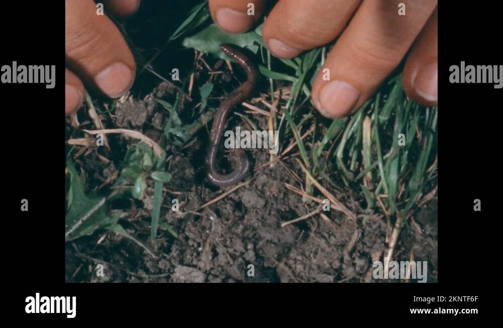 1960s: hand removing grass to show worm in soil, finger pointing at ...