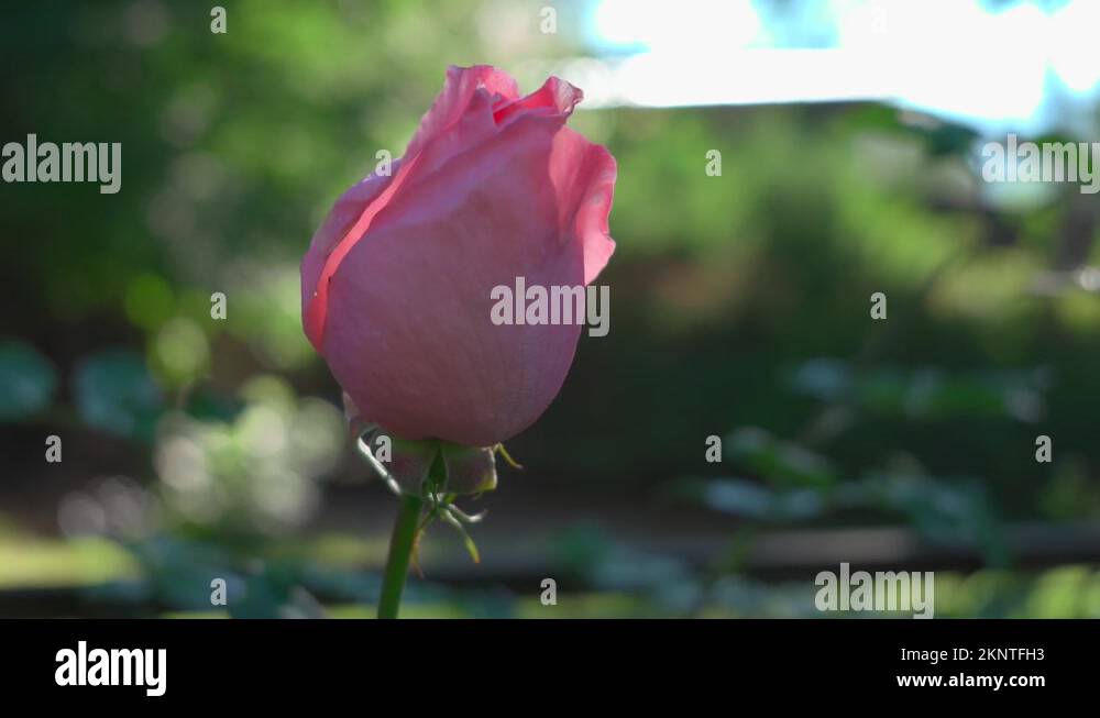 Button rose Stock Videos & Footage - HD and 4K Video Clips - Alamy