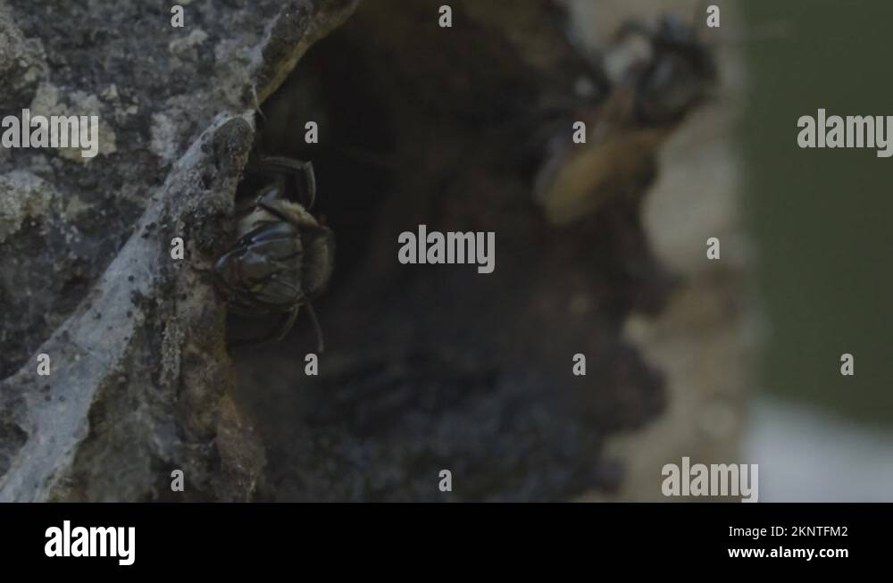 Worker honey bees at the entrance to a beehive in the Amazon rainforest ...