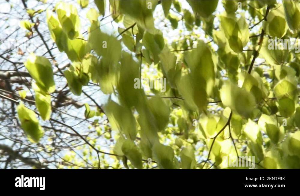 Beech tree fruit Stock Videos & Footage - HD and 4K Video Clips - Alamy
