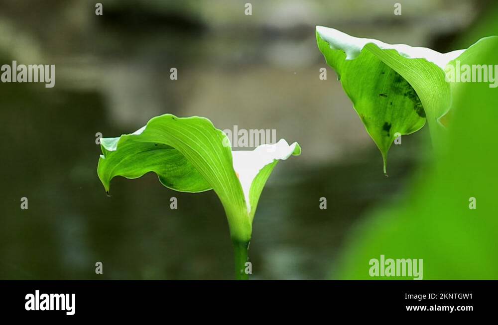 White trumpet pitcher sarracenia Stock Videos & Footage - HD and 4K ...