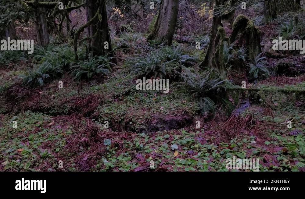 Enchanted forest. Bushes of fern are growing under the tree trunks ...